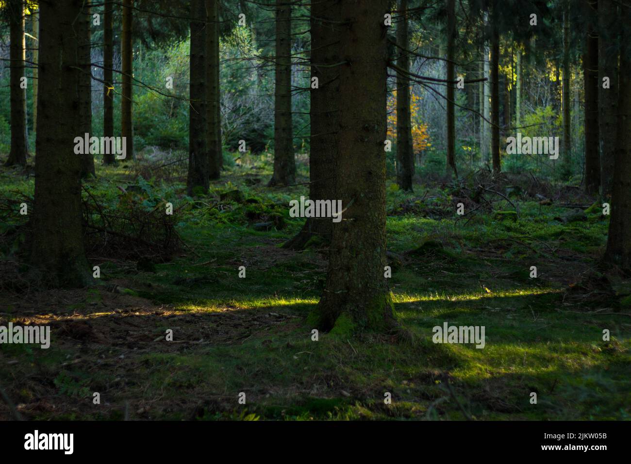 A beautiful view of green forest with trees shadow Stock Photo - Alamy