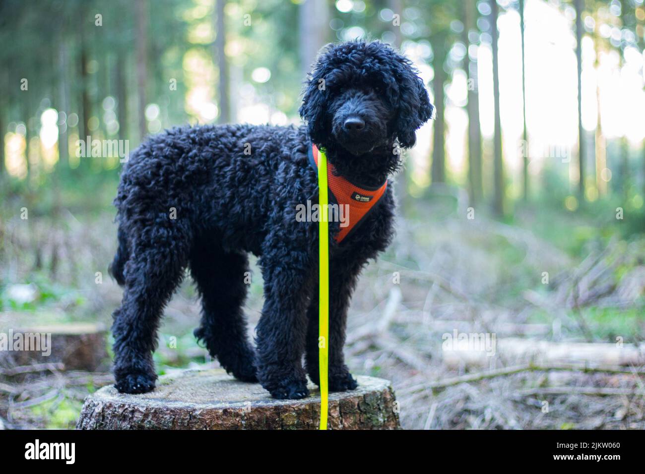 Rope around neck hi-res stock photography and images - Alamy