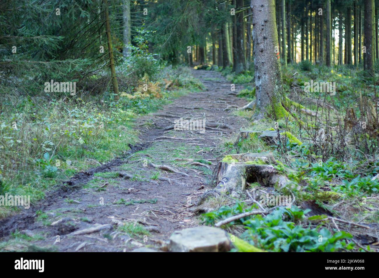 A beautiful view of green path covered with trees shadow Stock Photo ...
