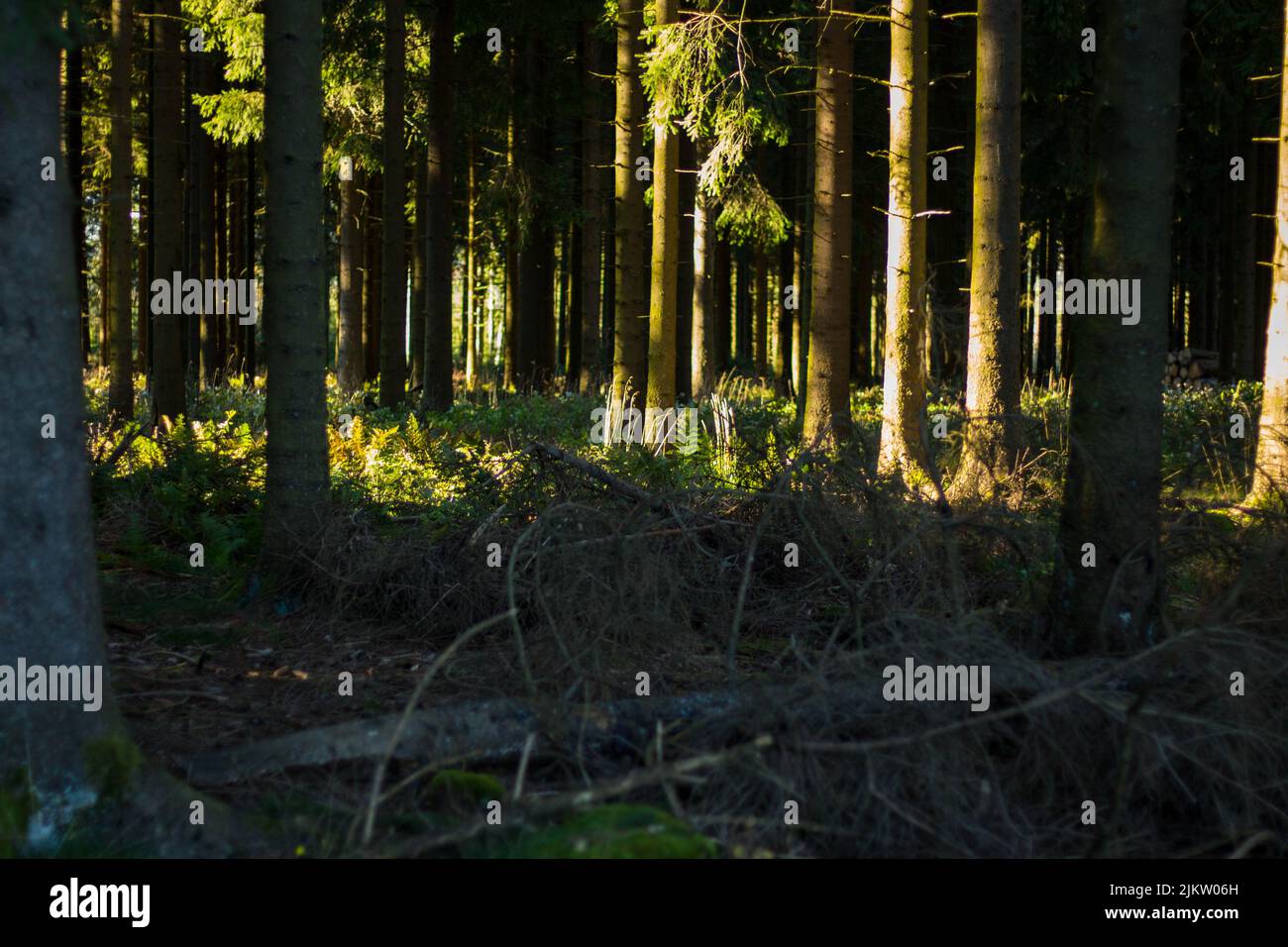 A beautiful view of green forest with trees shadow Stock Photo - Alamy