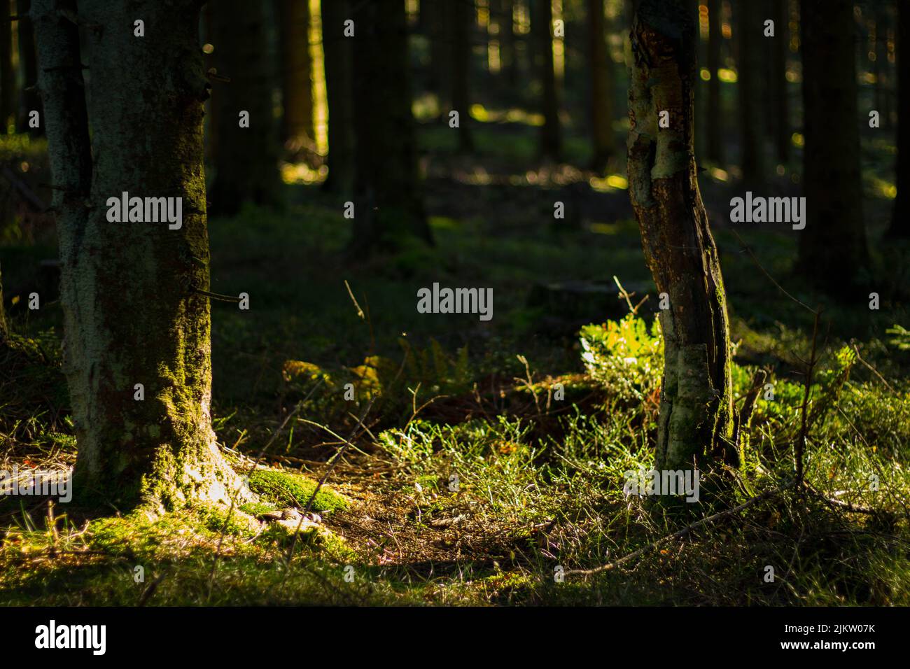 A beautiful view of green forest with trees shadow Stock Photo - Alamy