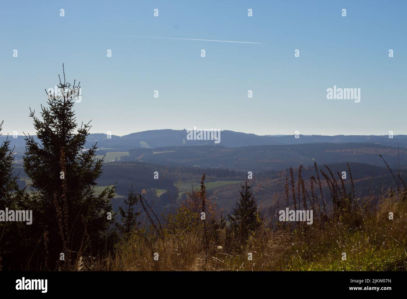 A beautiful view of trees and plants growing on the hill with ...