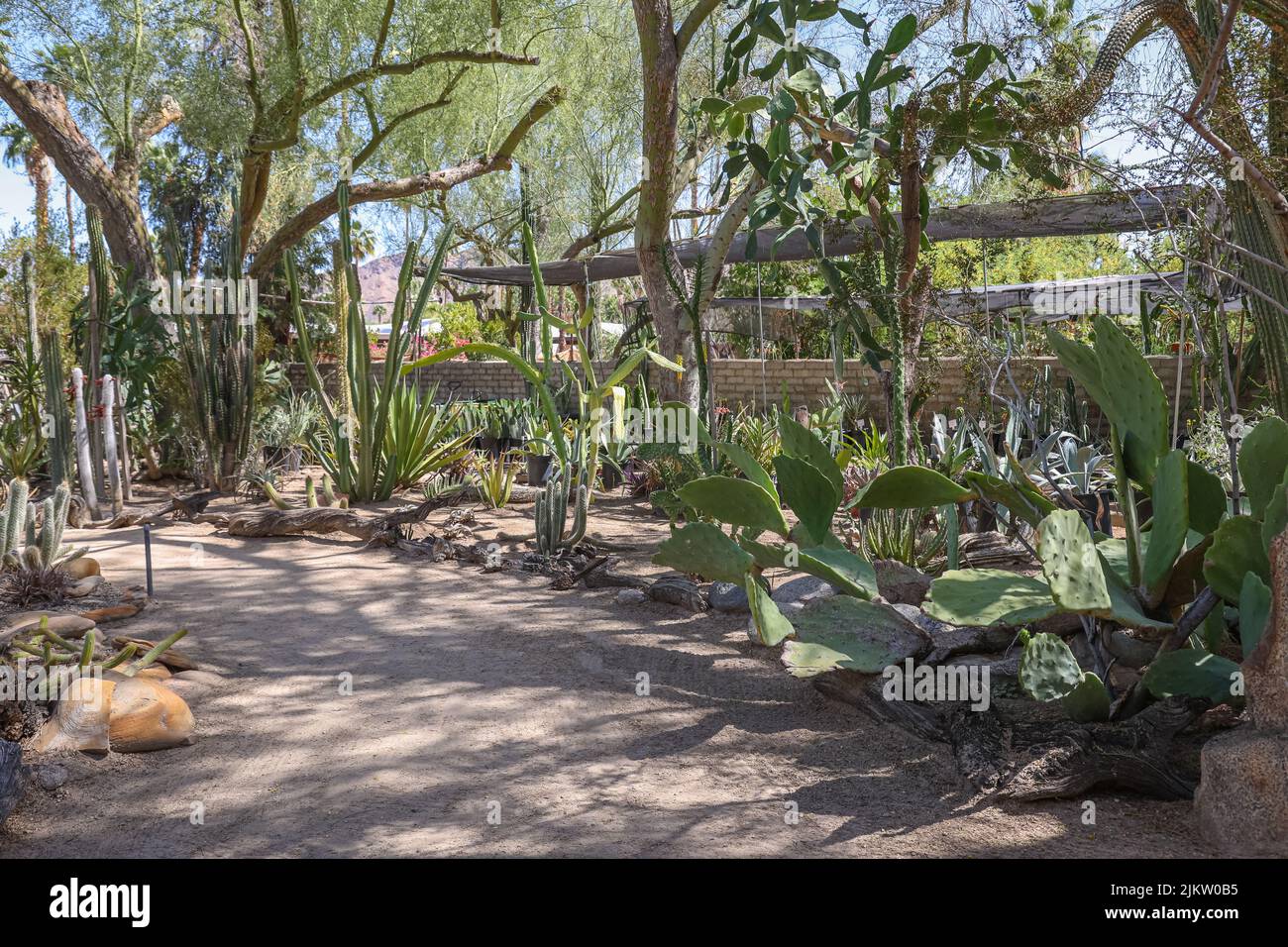Moorten Botanical Gardens puts hundreds of cacti and desert plants on ...