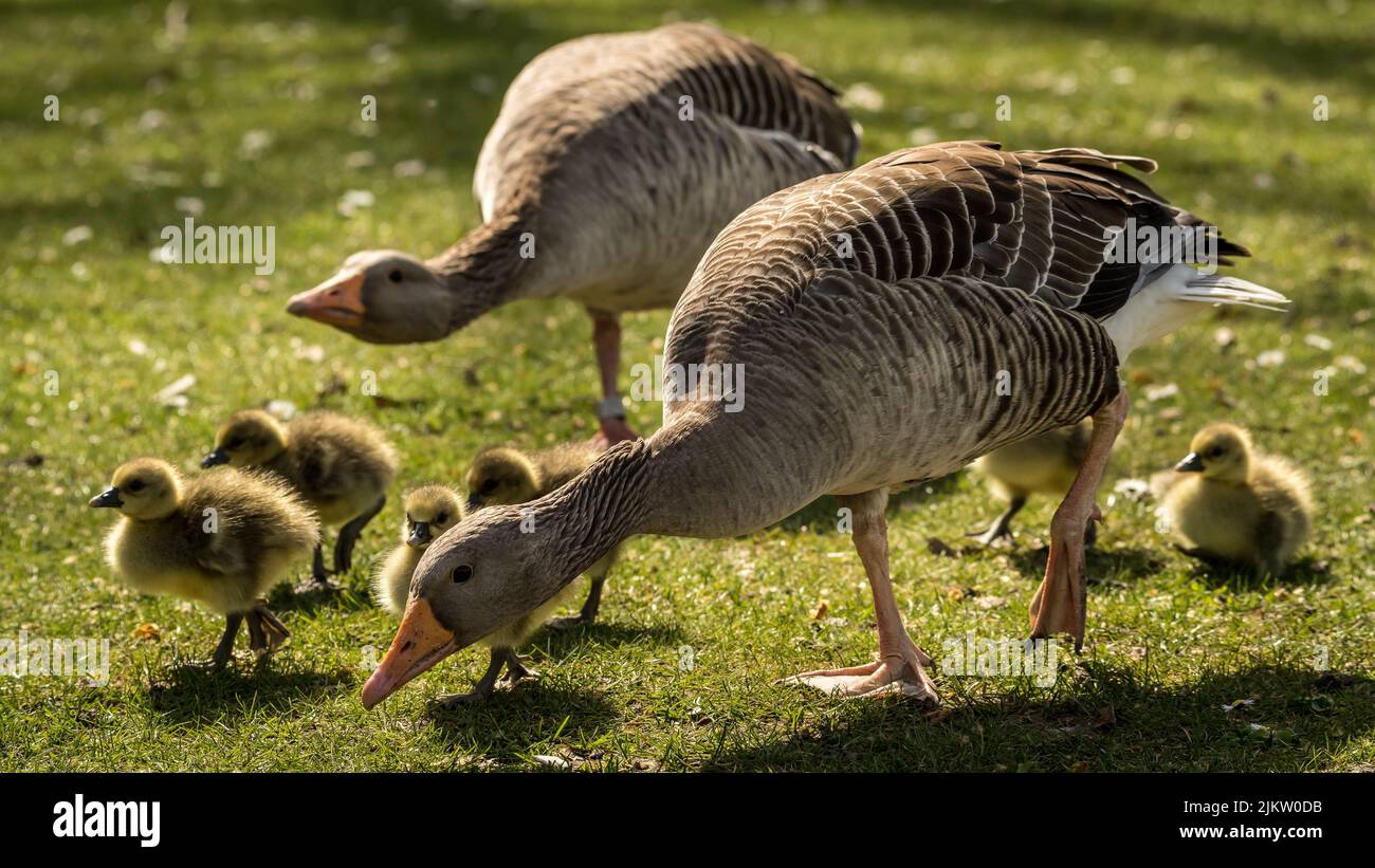 A greylag geese with small yellow fluffy goslings walking on a glass ...