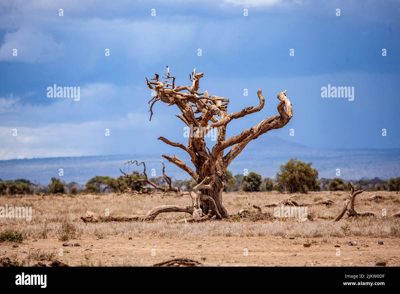 Dried out tree in hi-res stock photography and images - Alamy