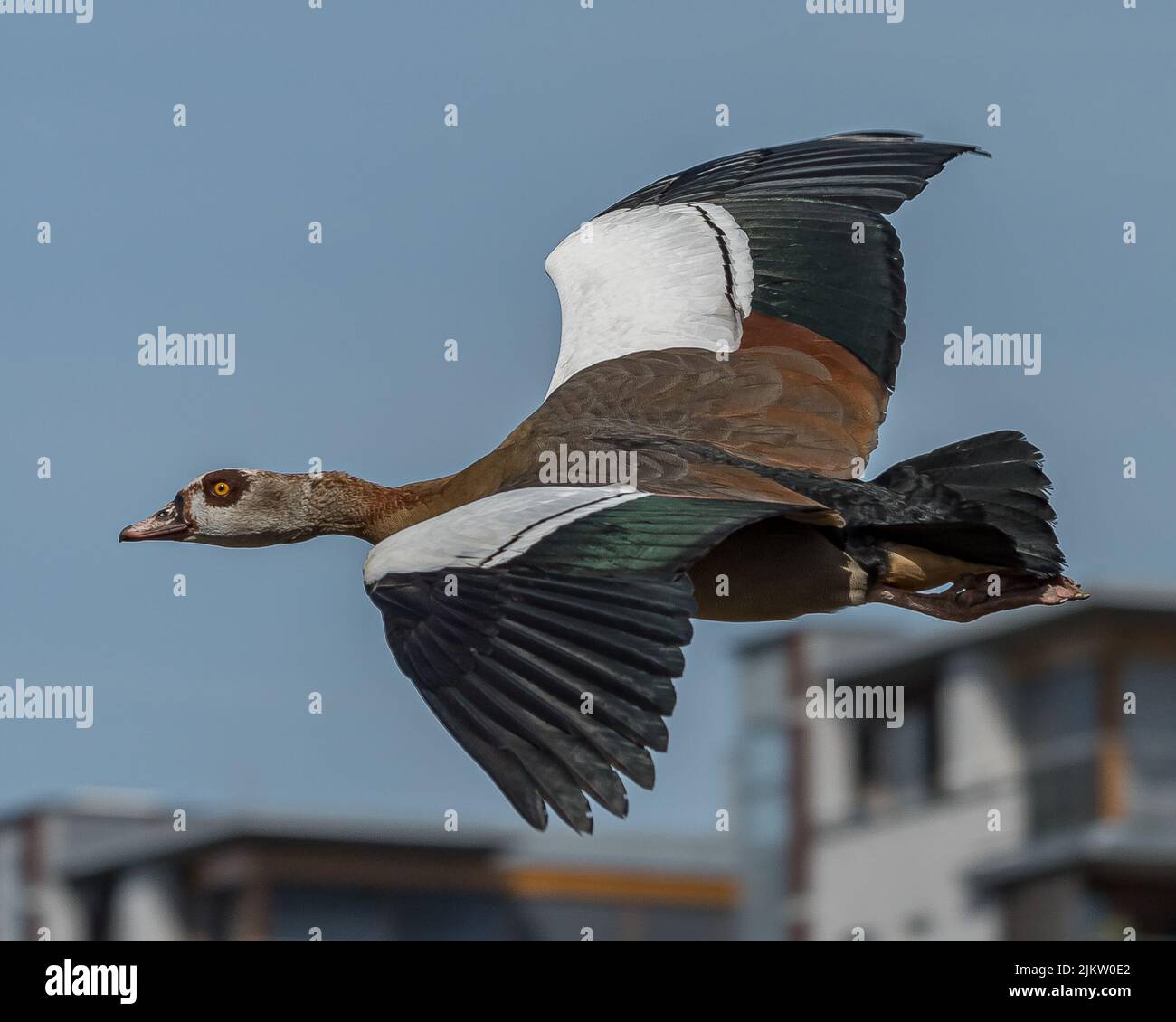 Egyptian goose macro hi-res stock photography and images - Alamy