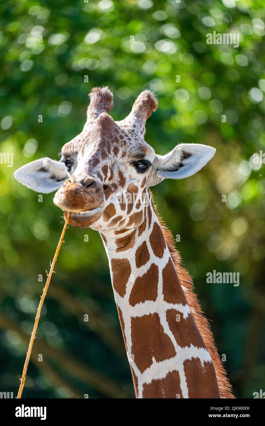 Head of a reticulated giraffe in the zoo Stock Photo - Alamy