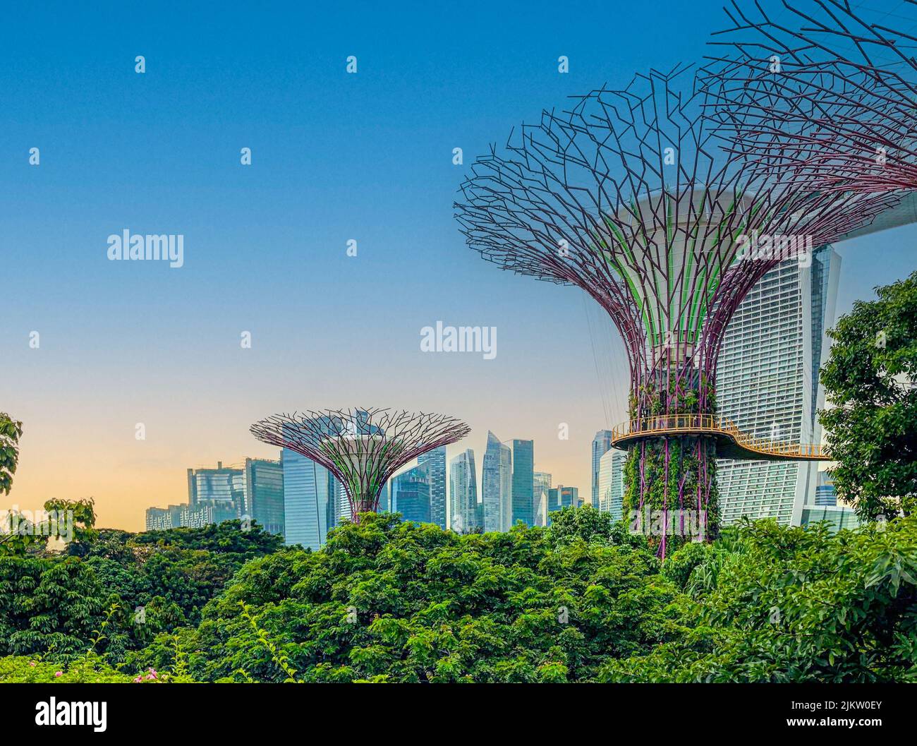 A beautiful scenery of the Supertree Grove garden with skyline in the ...