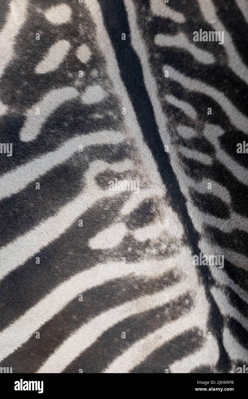 Animal back hi-res stock photography and images - Alamy