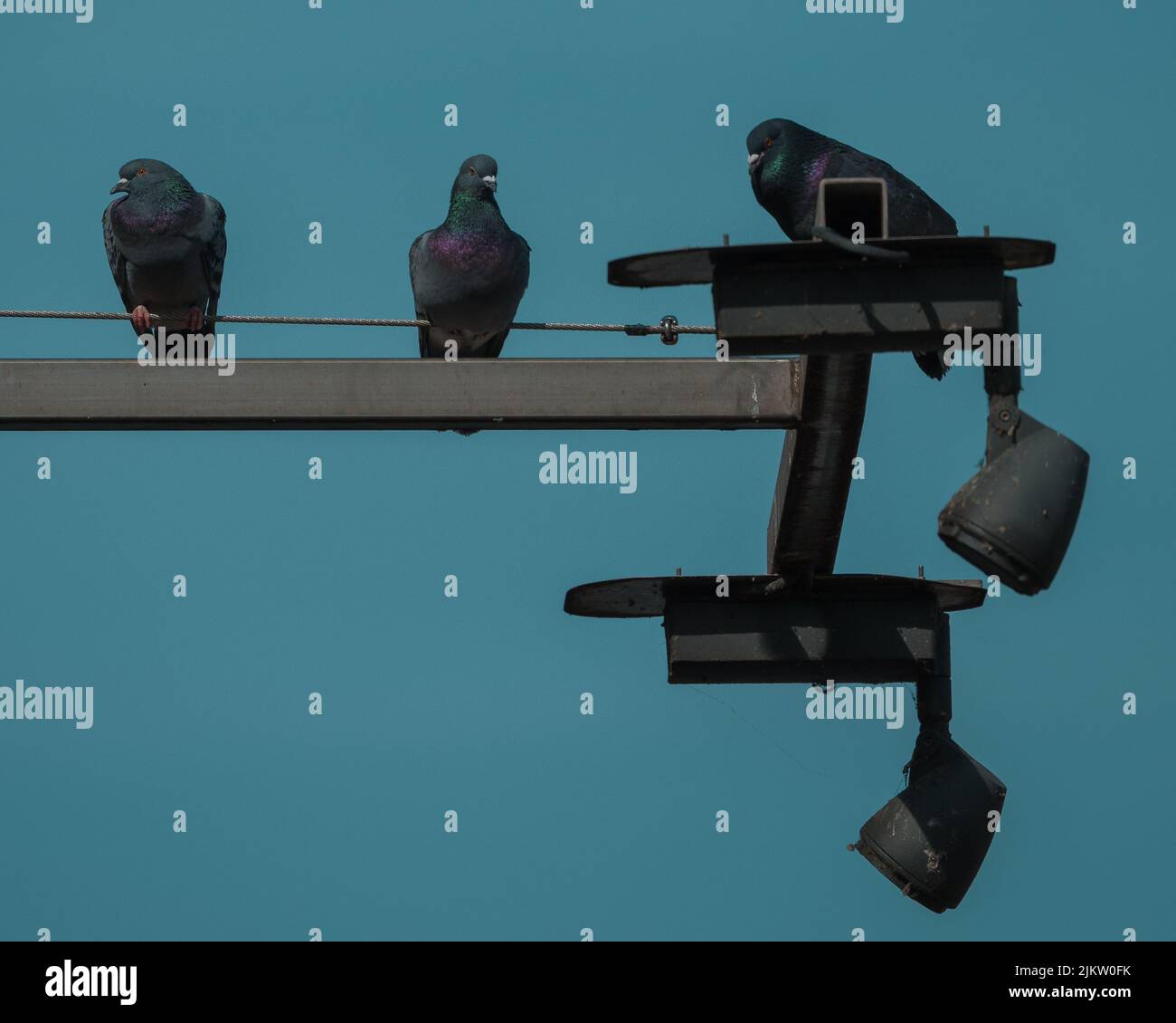 Three pigeons light background hi-res stock photography and images - Alamy