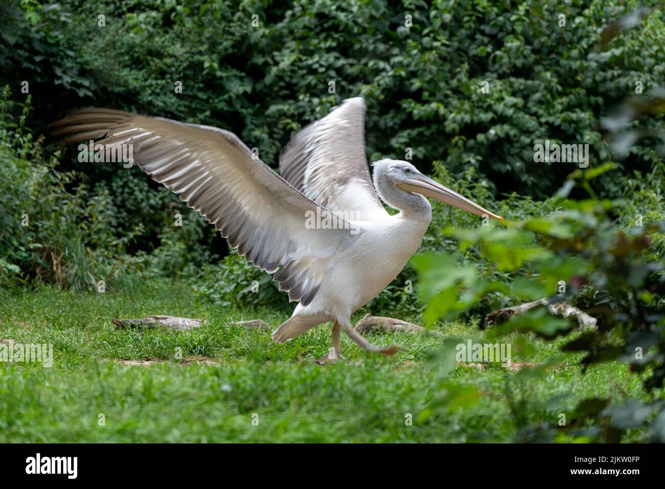 Great white pelican with open wings surrounded by green Stock Photo - Alamy