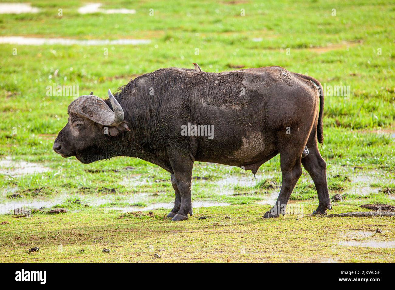Buffalo bull next to swampy marshland Stock Photo - Alamy