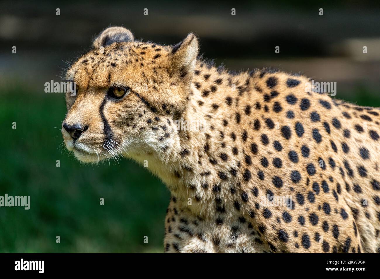Zoo background hi-res stock photography and images - Alamy