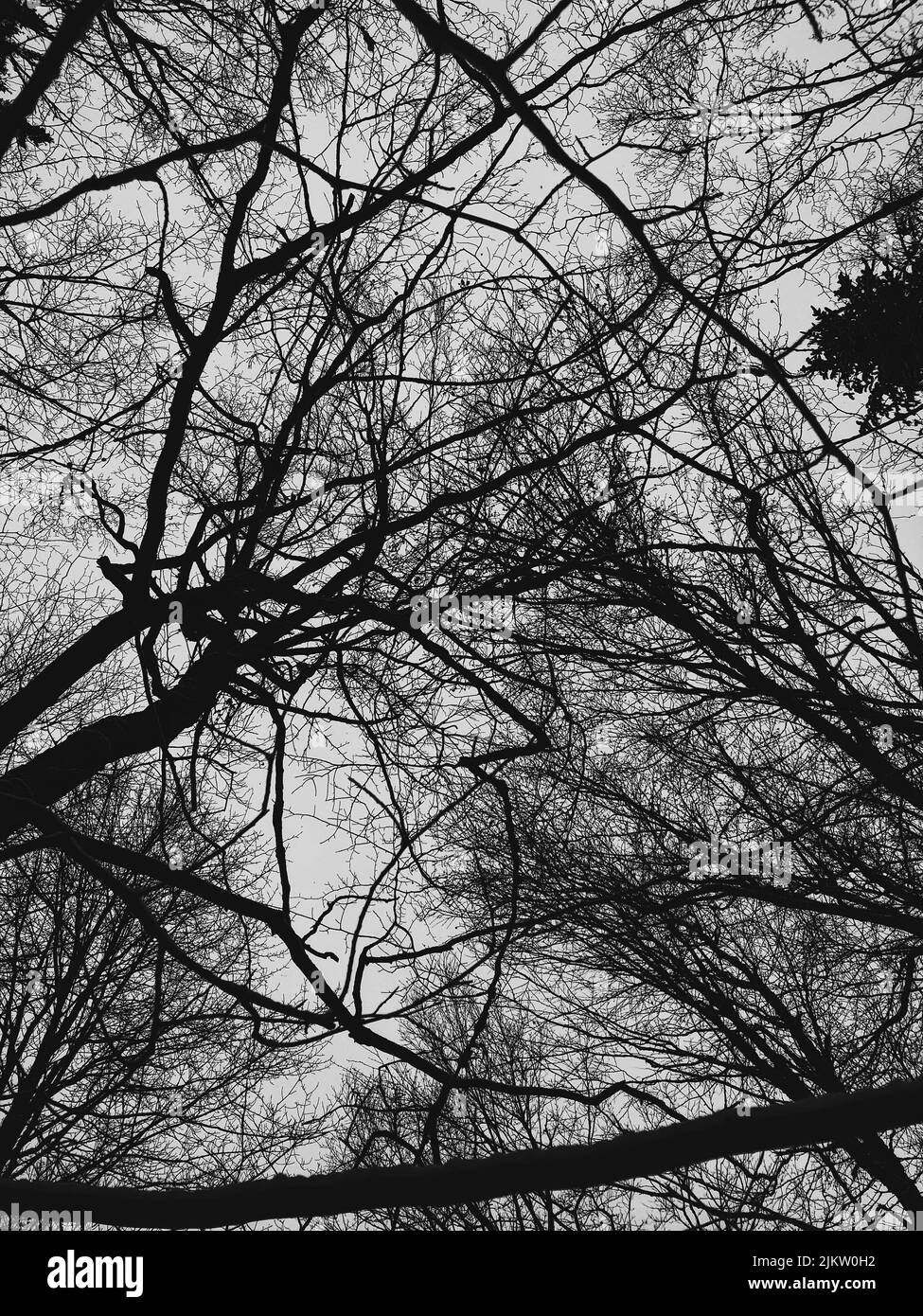 A grayscale low angle shot of leafless twigs and branches of the trees ...