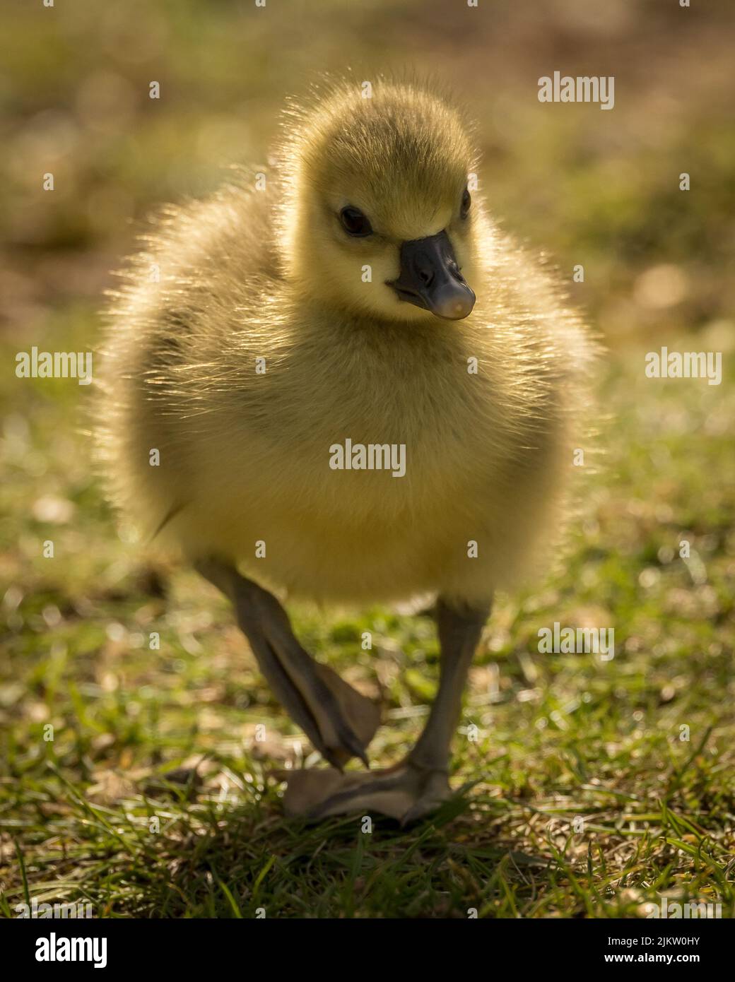 Yellow Ducklings Breed