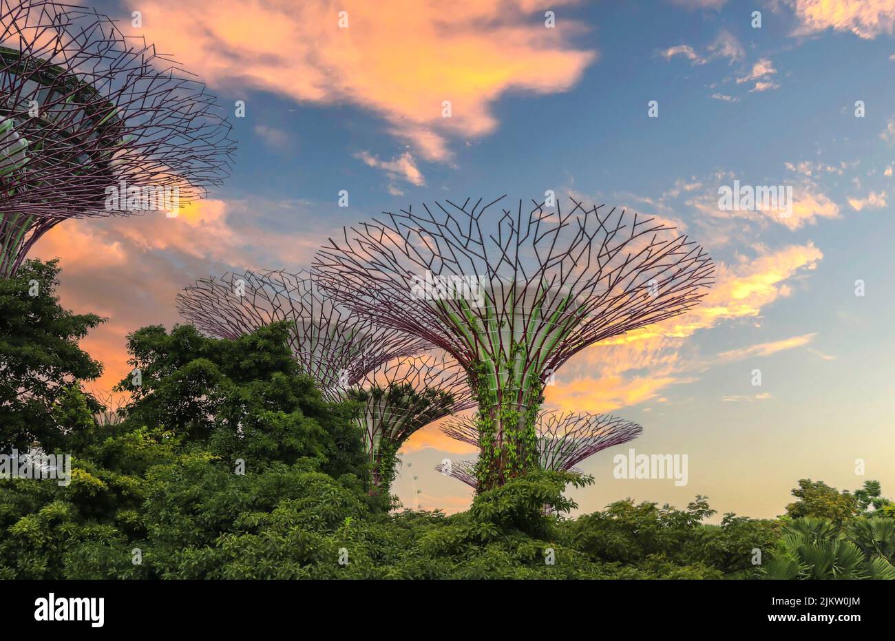 A beautiful scenery of the Supertree Grove garden during sunset in ...
