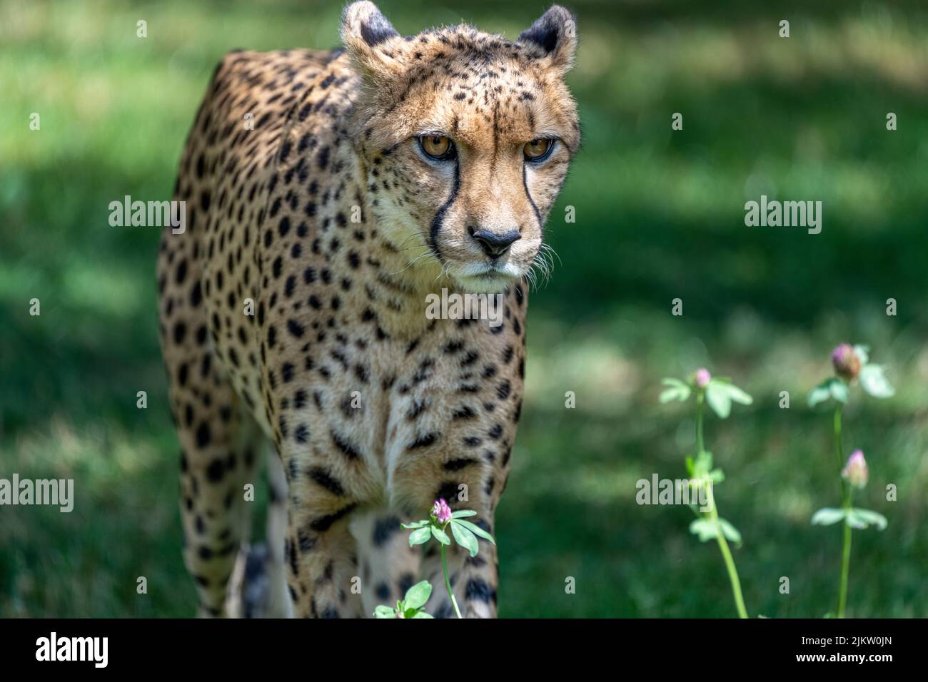 Cheetah in a sunny day in a zoo with green background Stock Photo - Alamy