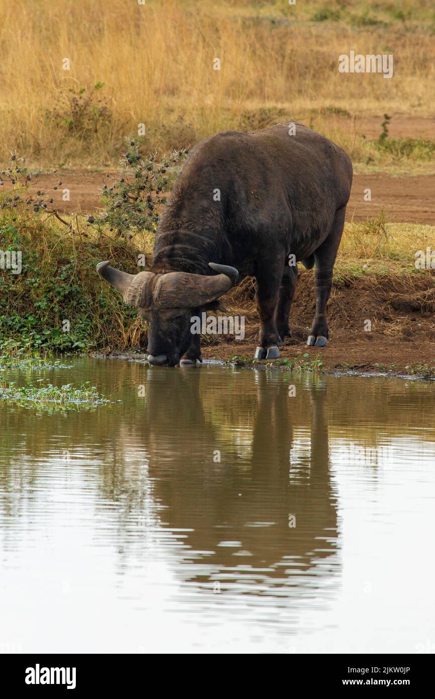 Bison drinking water hi-res stock photography and images - Alamy