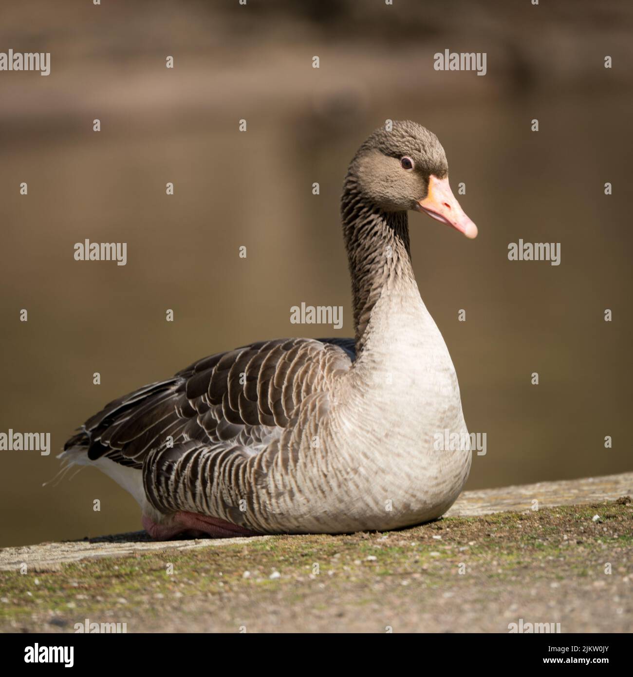 Cute goose hi-res stock photography and images - Alamy