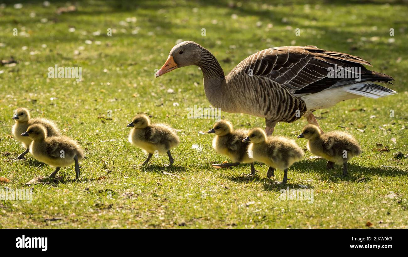 Little yellow ducks hi-res stock photography and images - Alamy