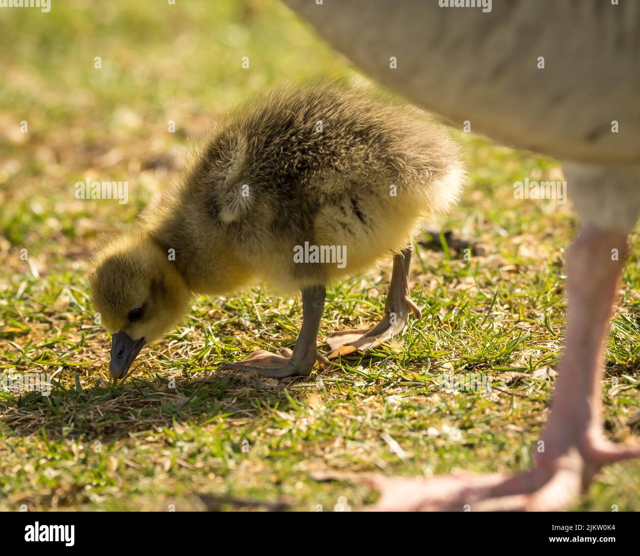 A closeup of a tiny duckling with its beak touching the grass Stock ...