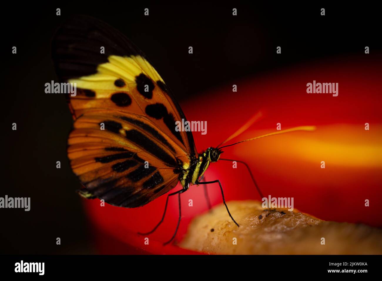 A closeup of Mechanitis polymnia, the orange-spotted tiger clearwing or ...
