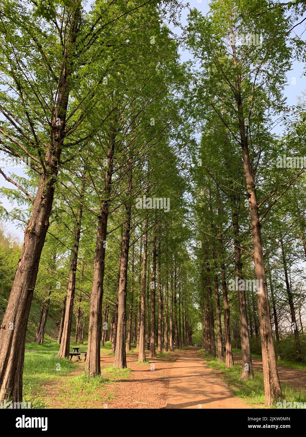 Tall narrow trees hi-res stock photography and images - Alamy