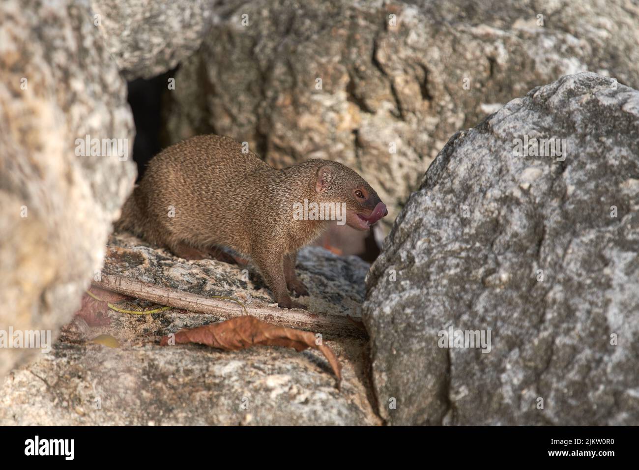Small indian mongoose hi-res stock photography and images - Alamy