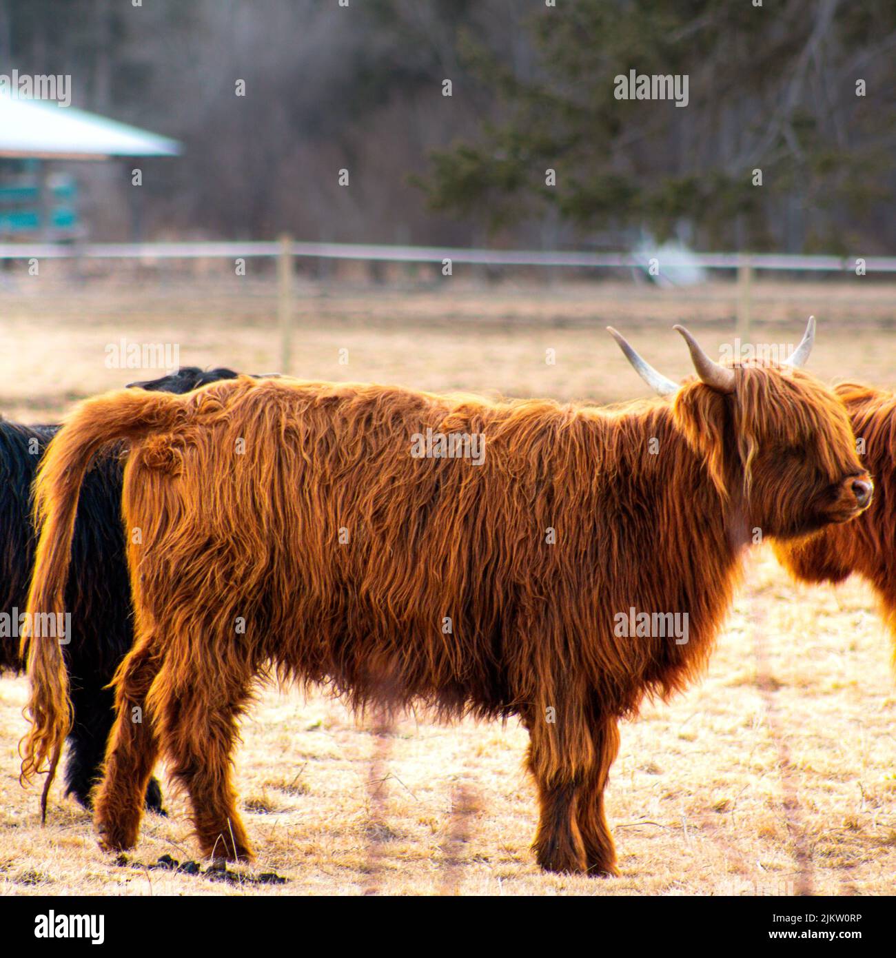 Highlander cow hi-res stock photography and images - Alamy