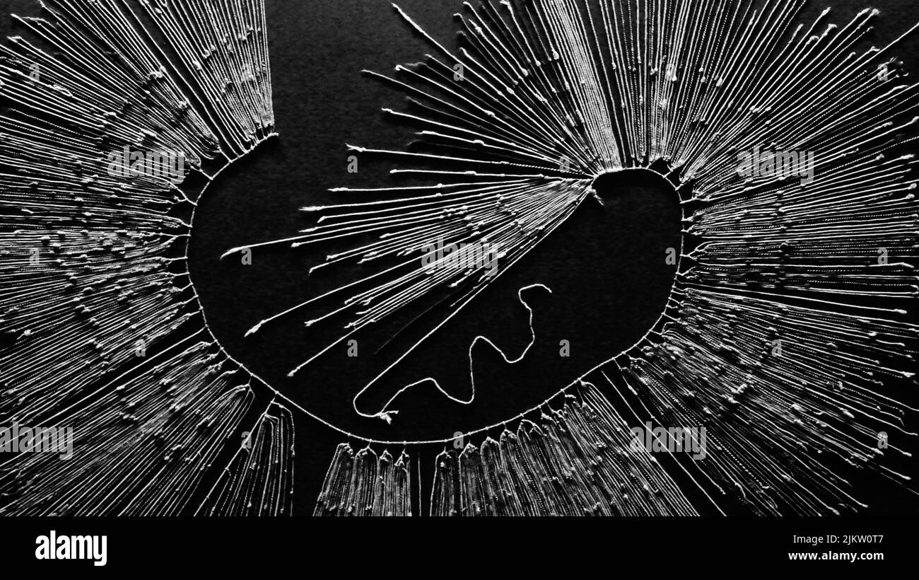 A top view grayscale shot of the knots of the Inca knot with pattern at ...