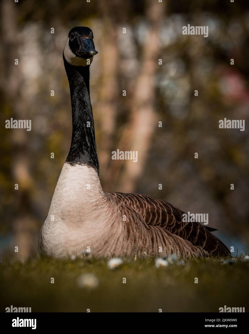 A vertical macro view of a branta bird sitting on the grass against the ...