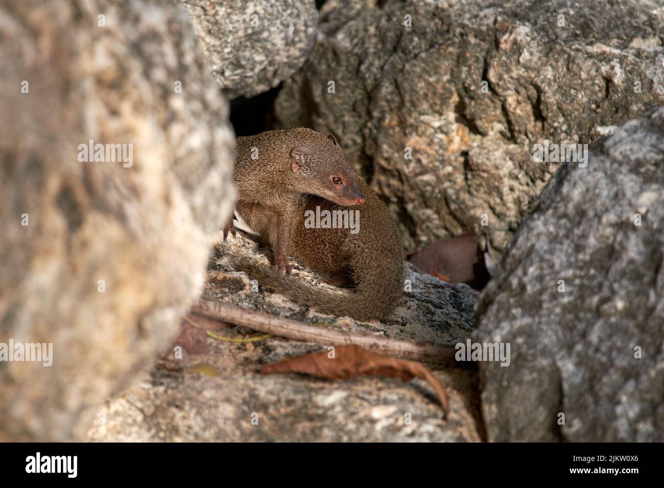 Indian mongoose hi-res stock photography and images - Alamy