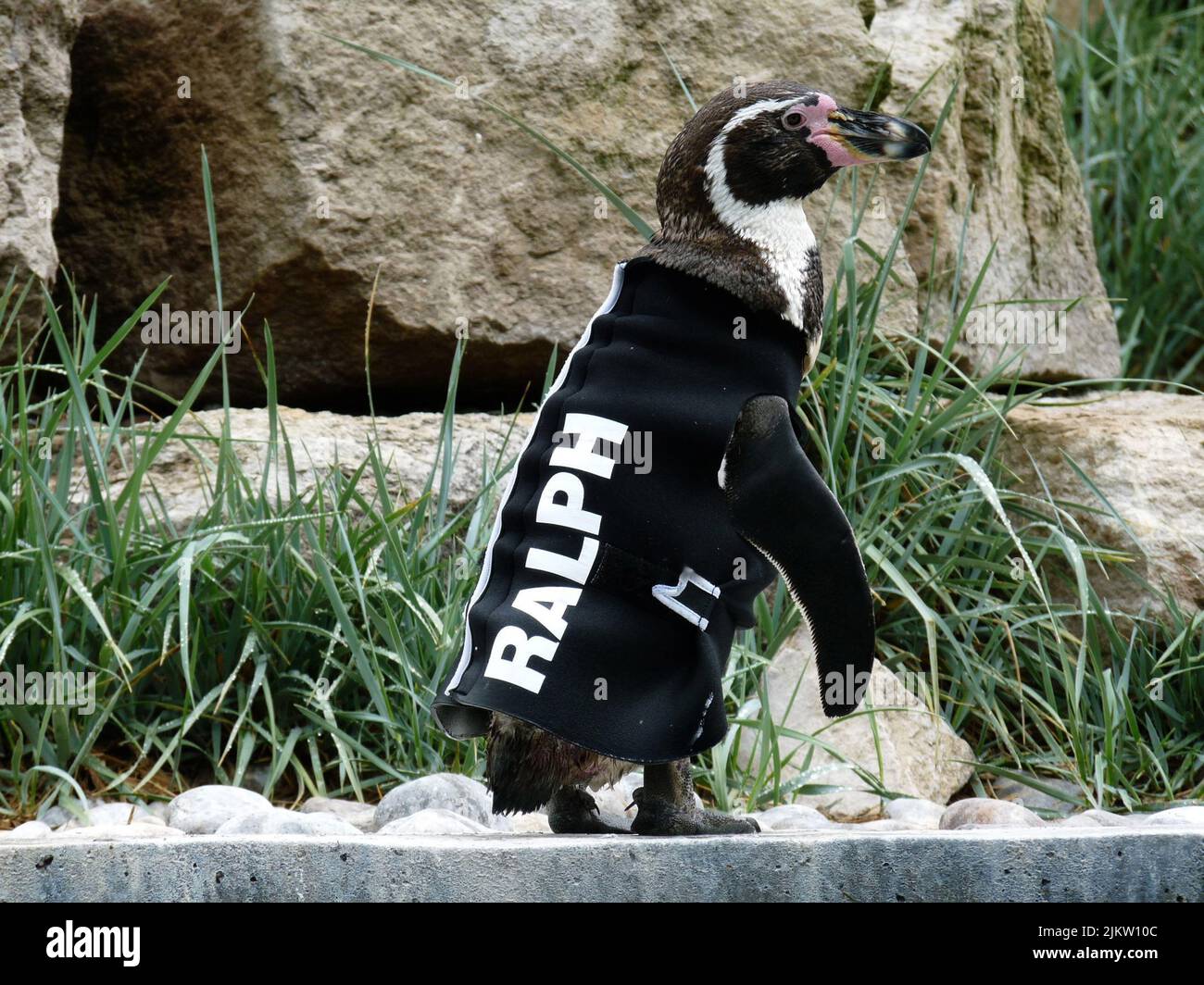 Ralph, a ten year Humboldt penguin at Marwell Wildlife, Hampshire, UK, has been given a snazzier ...