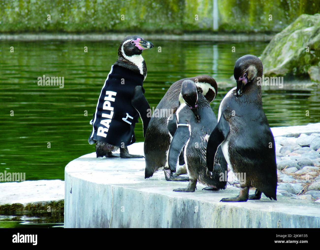 Wetsuit fitting hi-res stock photography and images - Alamy