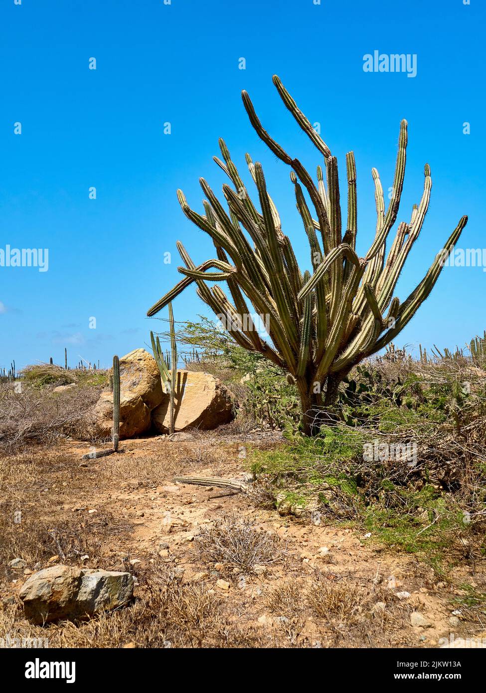 A tall, old, green cactus in the dry desert soli against the brilliant ...