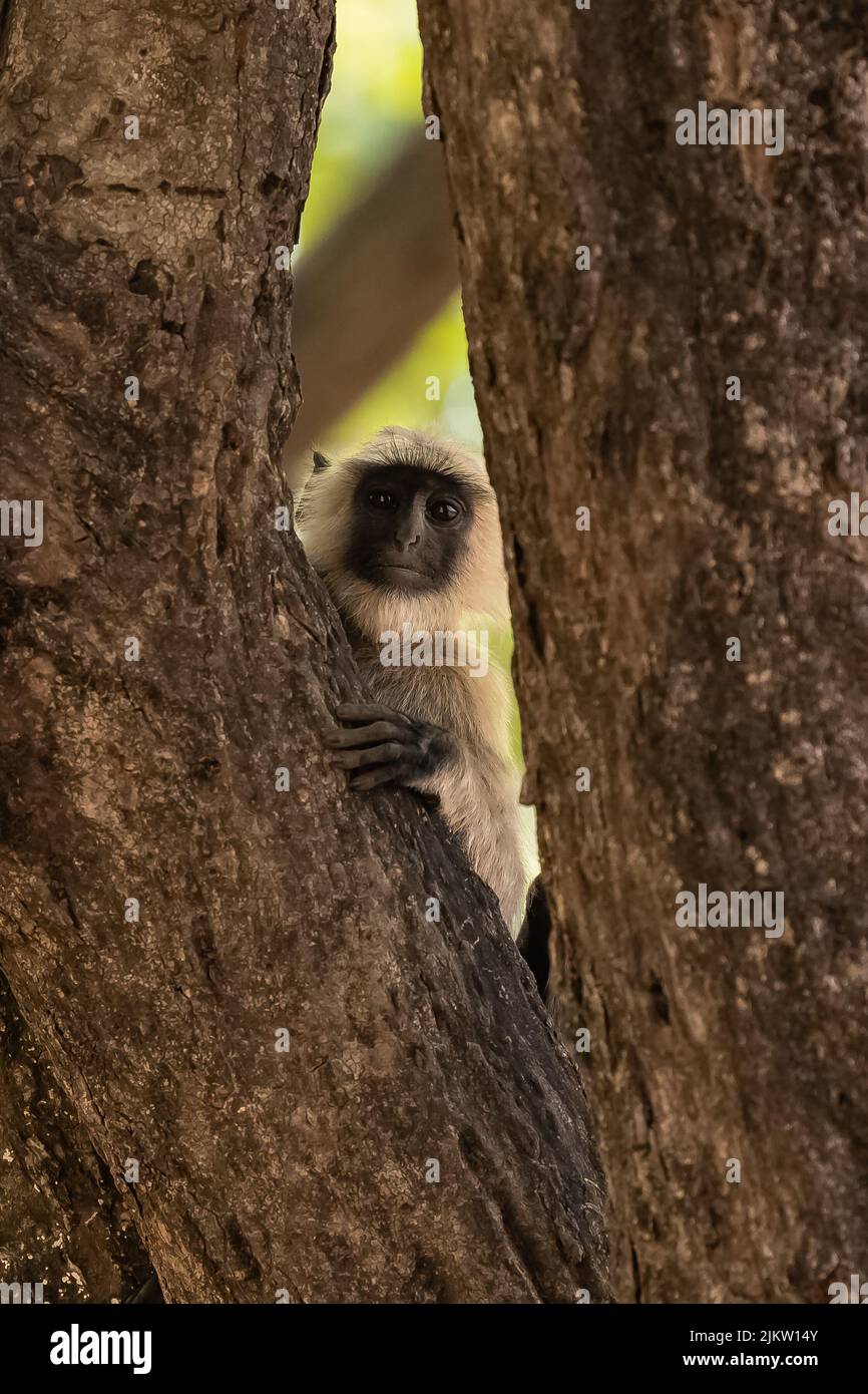 Gray langur, monkey hidden behind a tree and observes, India, Madhya ...