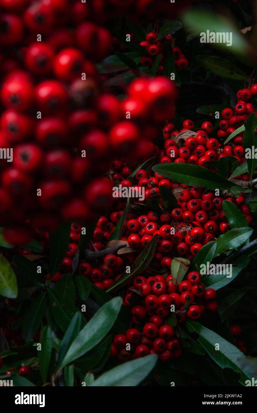 Scarlet color hi-res stock photography and images - Alamy