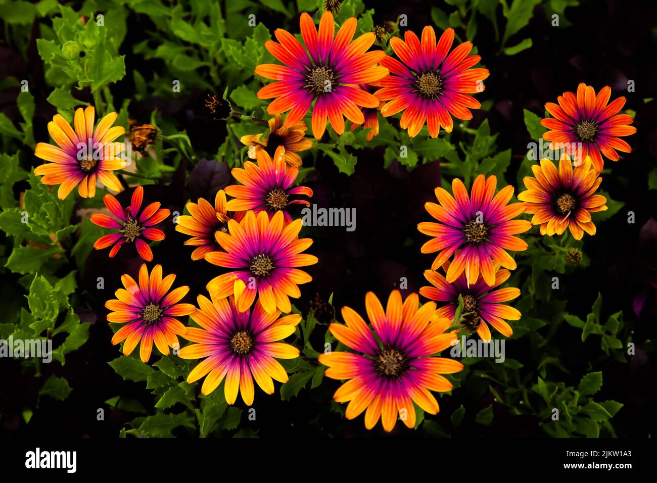 Osteospermum flowers hi-res stock photography and images - Alamy