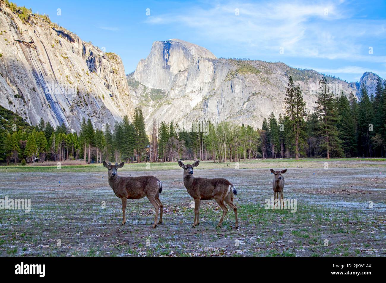 The three deer in the field with trees and rocky mountains in the ...
