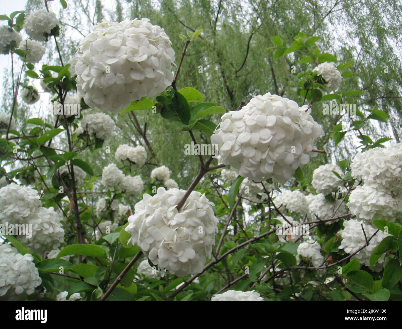 Plants with white flowers in Beihai Park,Beijing,China Stock Photo - Alamy