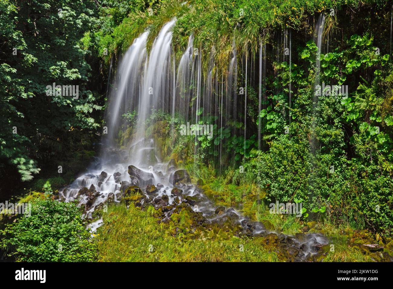 Some water dropping from tree branches, turning into a small waterfall ...
