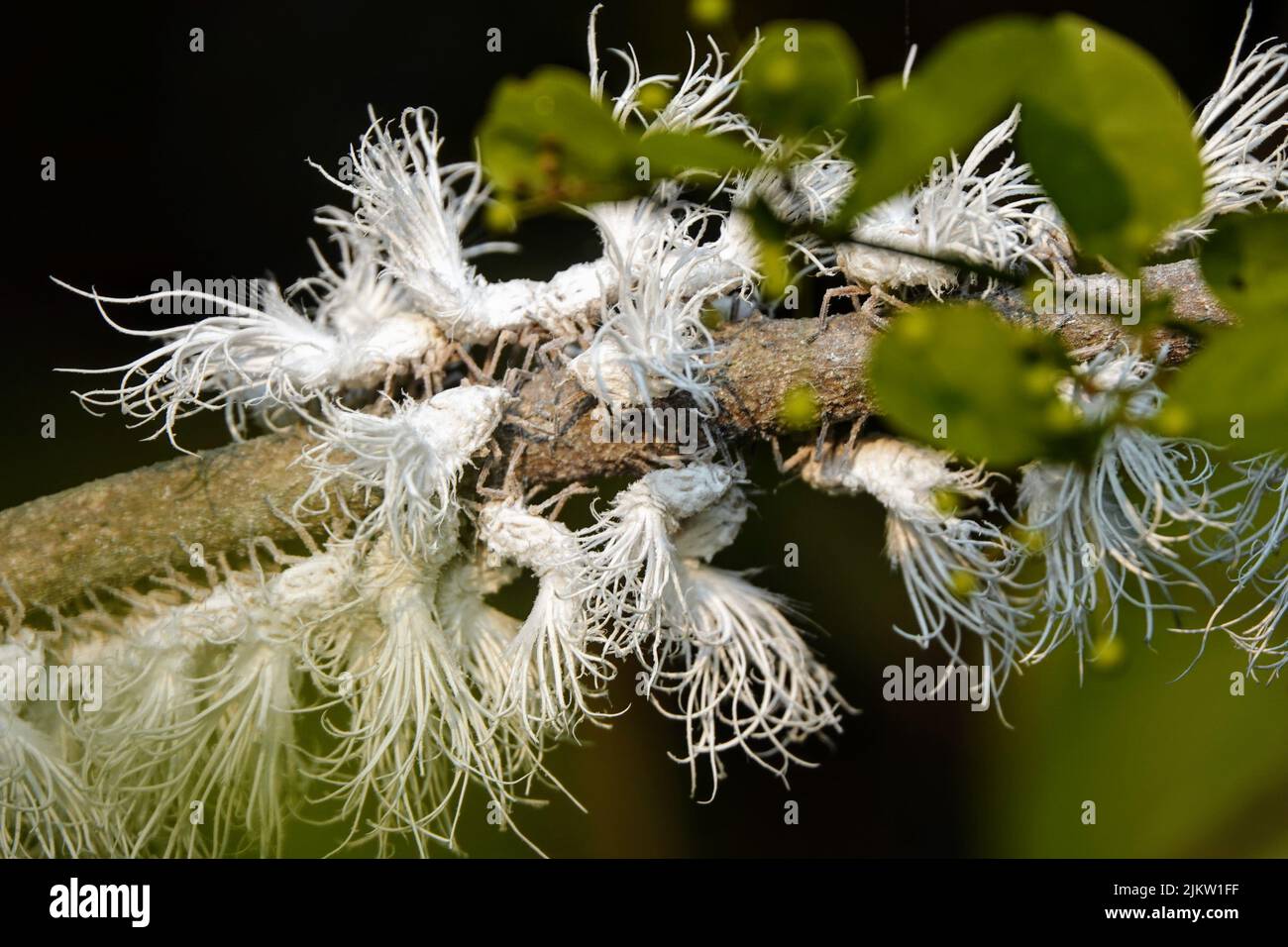 Planthoppers hi-res stock photography and images - Alamy
