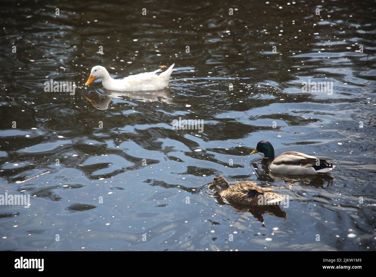A beautiful view of three ducks floating in the lake Stock Photo - Alamy