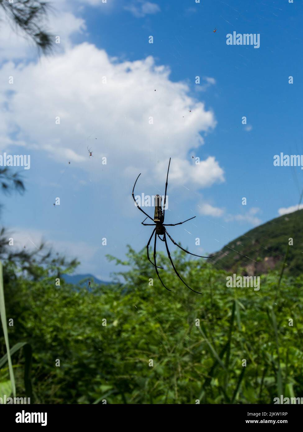 Spider outdoors hi-res stock photography and images - Alamy