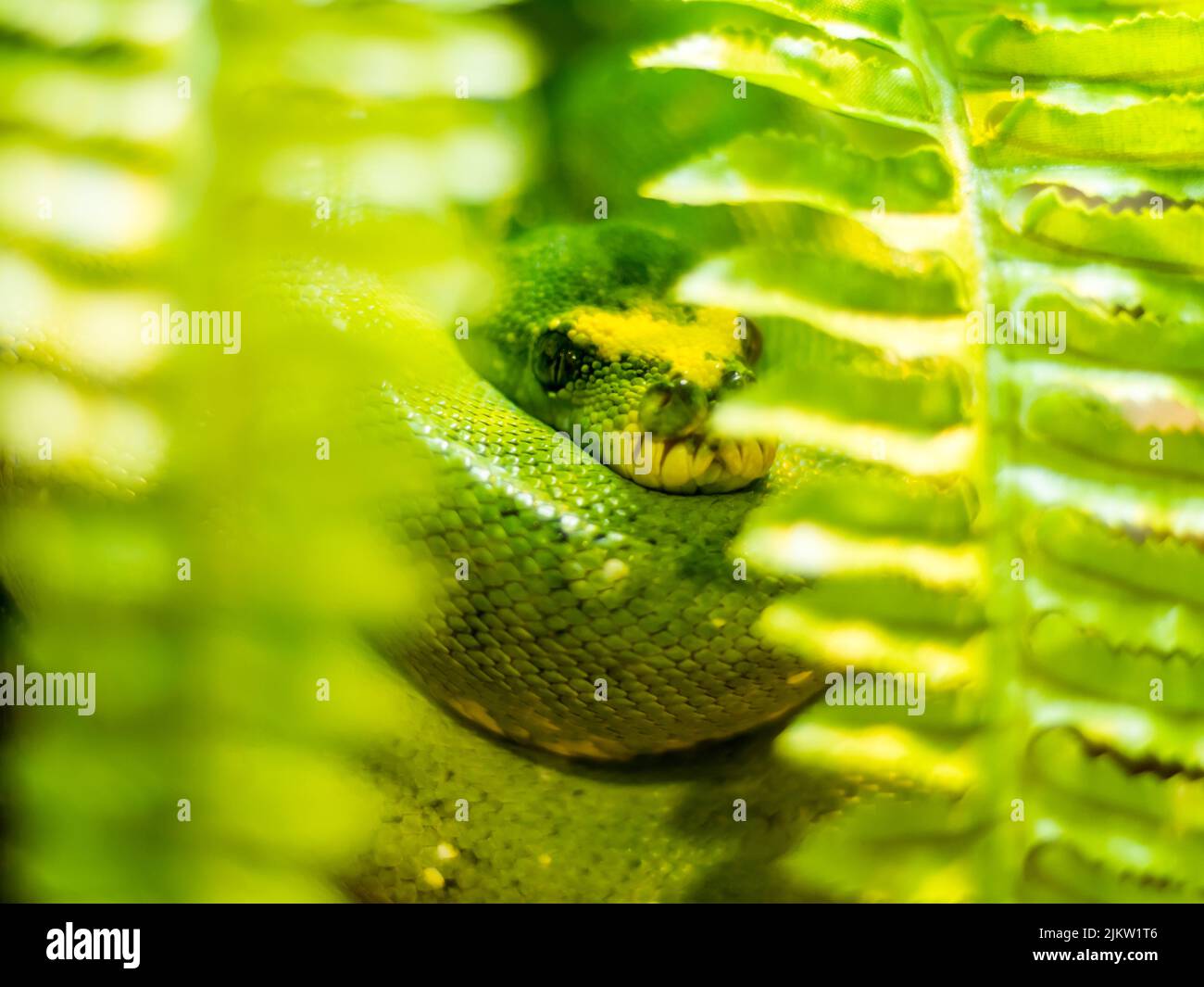 Curled snake hi-res stock photography and images - Alamy