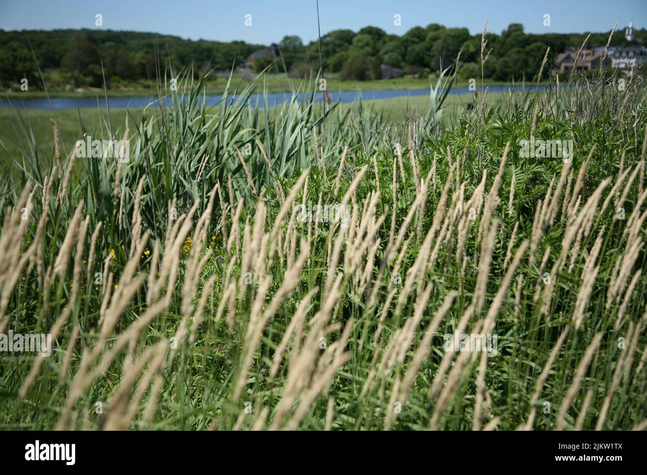 Closeup shot growing reed hi-res stock photography and images - Alamy