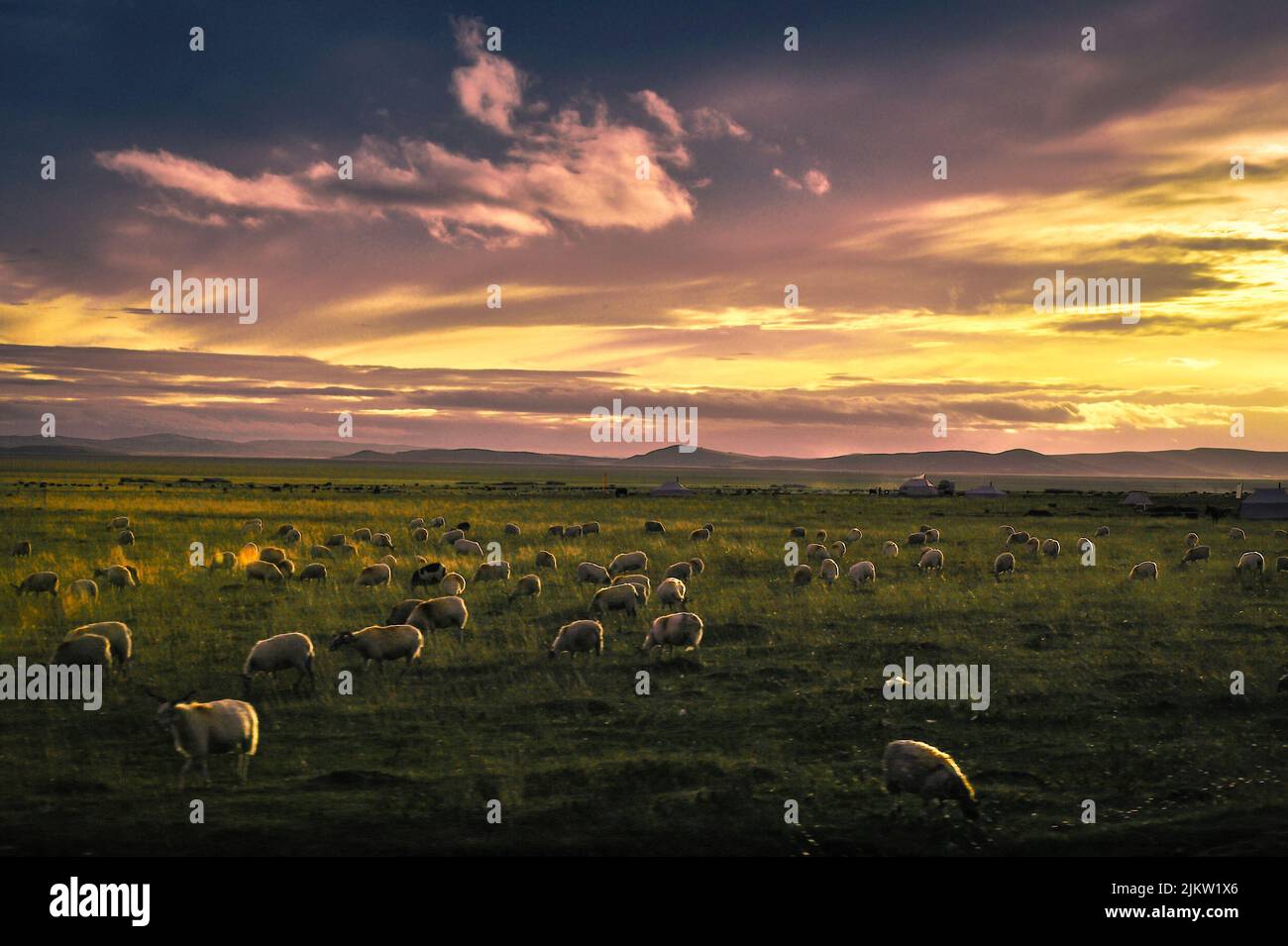Are There Sheep In China