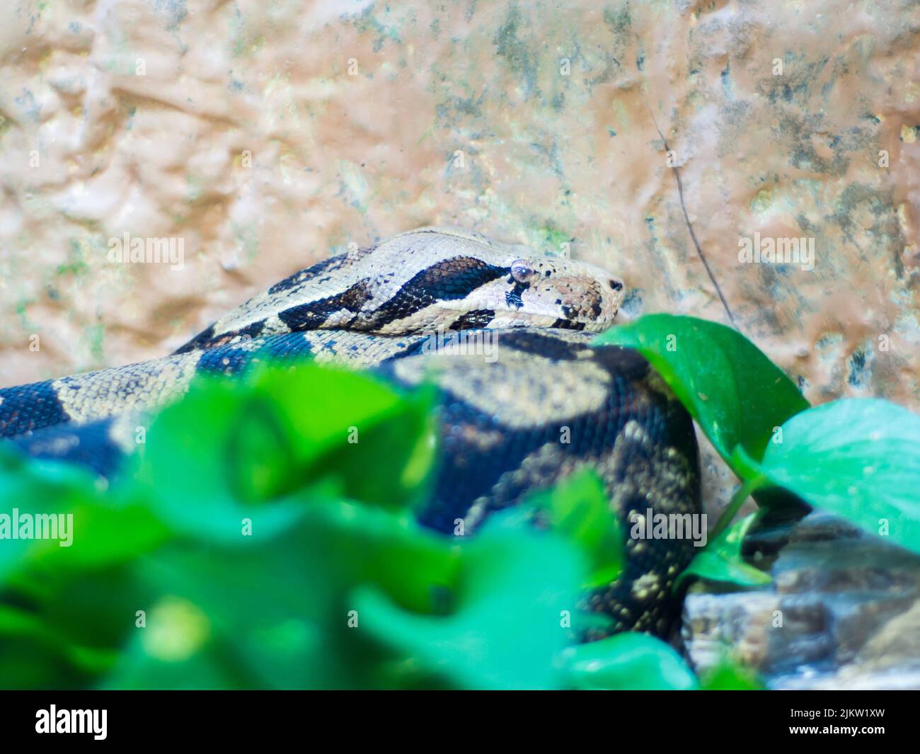 Curled up in a ball hi-res stock photography and images - Alamy