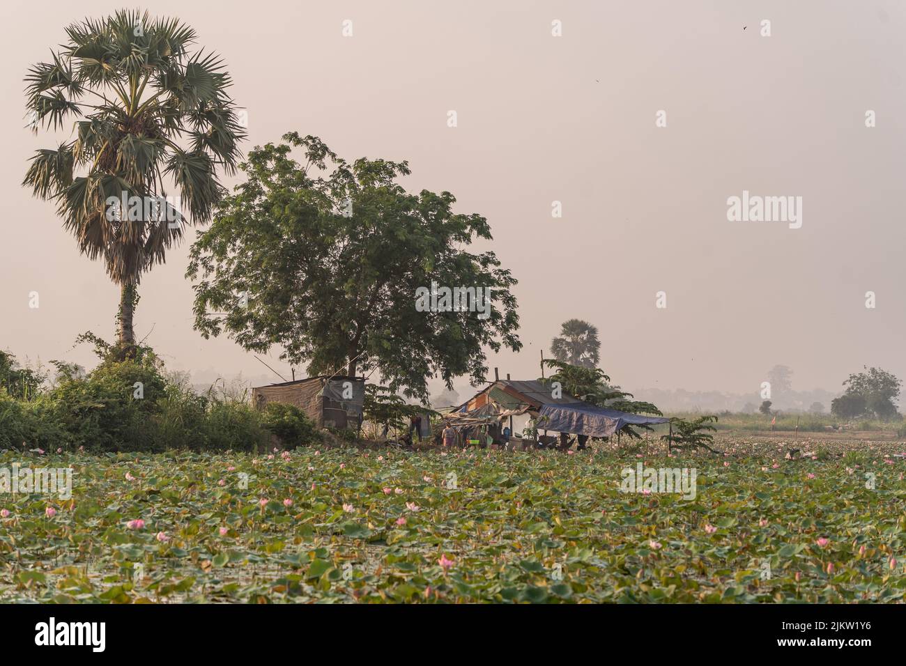 A beautiful view of lotus field in Cambodia Stock Photo - Alamy
