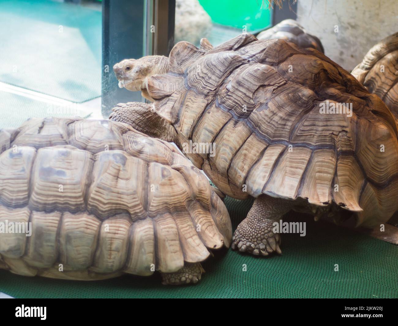A closeup of cute African spurred tortoises looking through the glass ...